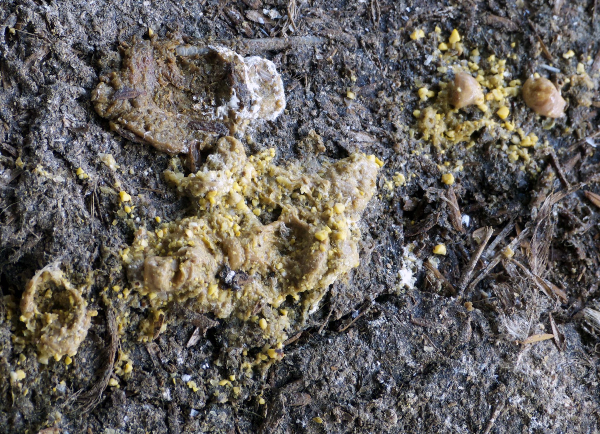 Undigested feed in broiler droppings, a serious problem for ...