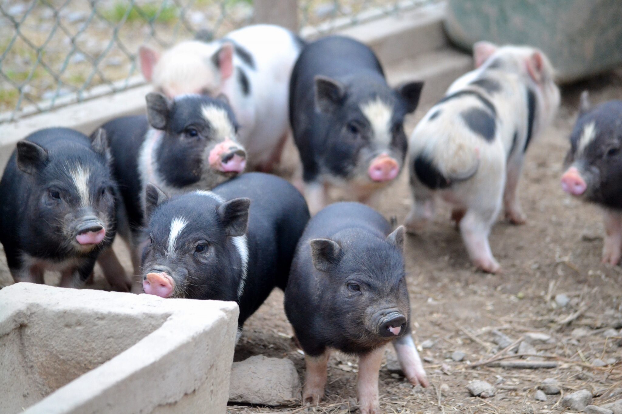 7 evidences that diarrhea in suckling piglets impacts productivity ...