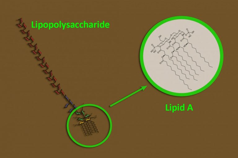 Sow’s constipation is directly related to production of colostrum and ...