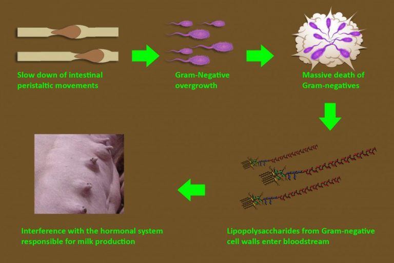 Sow’s constipation is directly related to production of colostrum and ...