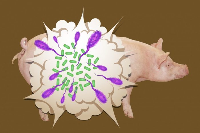 Sow’s constipation is directly related to production of colostrum and ...