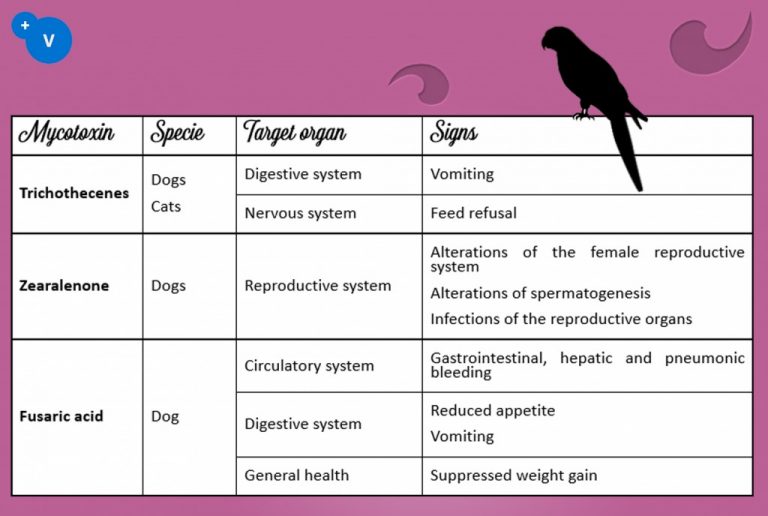 Mycotoxins in pet foods | PlusVet Animal Health