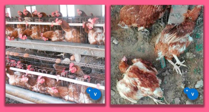 Focus on necrotic enteritis in commercial layers during hot weather ...