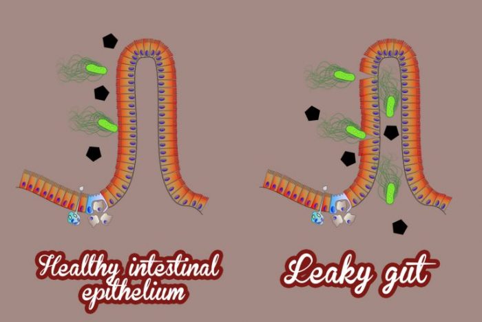 Importance of leaky gut syndrome in farm animals | PlusVet Animal Health
