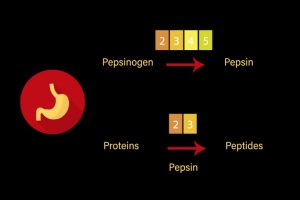 Understanding the importance of acid-binding capacity in piglet feeds ...