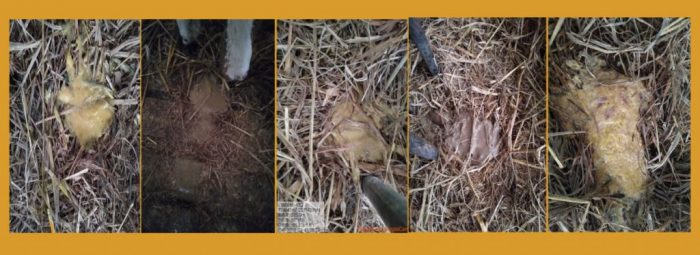 Success case: SupraPlus© to stop diarrhea in calves | PlusVet Animal Health