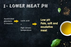 How can heat stress affect the quality of poultry meat? | PlusVet ...