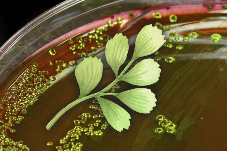 Making phytogenics more effective against Gram-negative bacteria: use ...