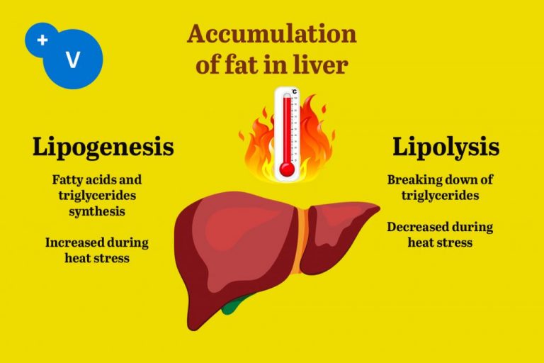 Heat stress and fatty liver hemorrhagic syndrome in poultry | PlusVet ...