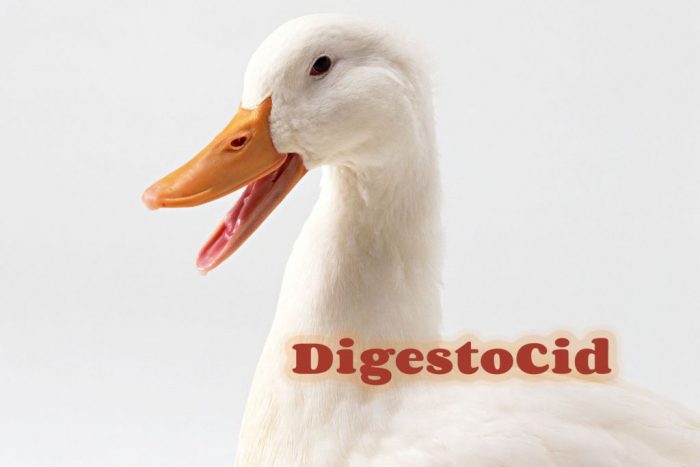 Success case: DigestoCid© enhances productivity in broiler ducks ...