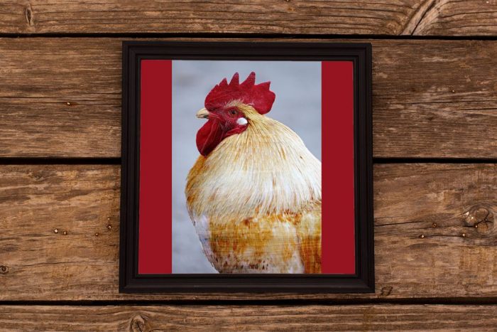 Use of natural antioxidants to prevent woody breast in broiler chickens ...