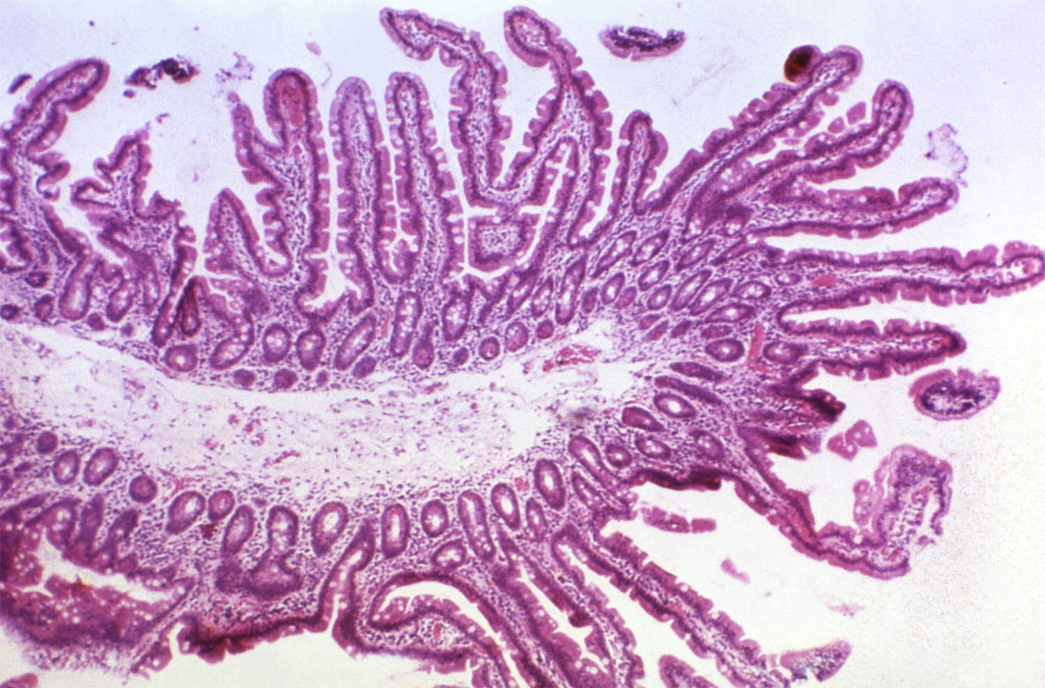 gut health | PlusVet Animal Health