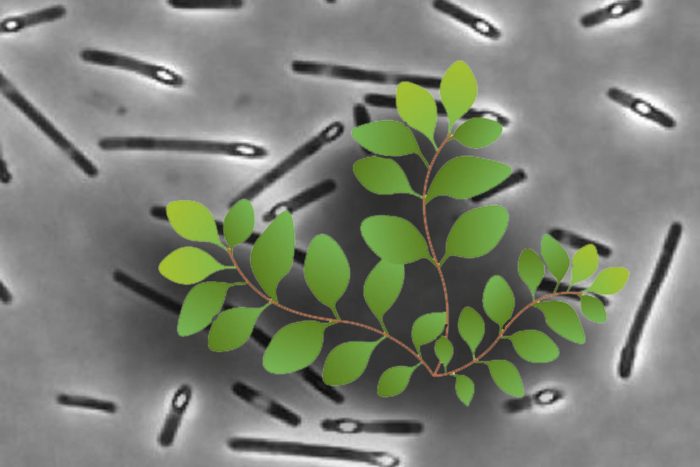 Mechanism of action of phytogenics, organic acids and prebiotics ...