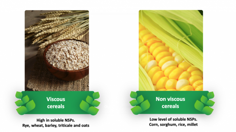 What are non-starch polysaccharides and why do they matter? | PlusVet ...