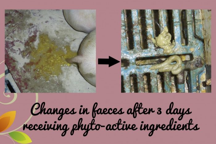 Suckling piglets with diarrhea? Phyto-active ingredients may be what ...