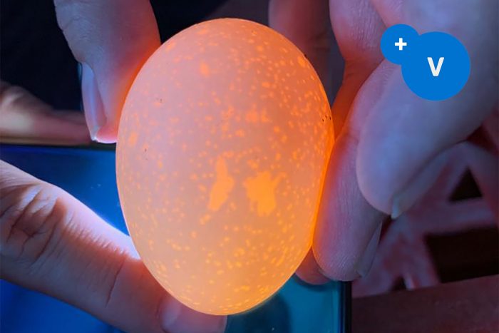 Main causes of mottled eggshells | PlusVet Animal Health