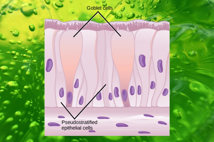 Effective elimination of mucus is essential for respiratory health ...