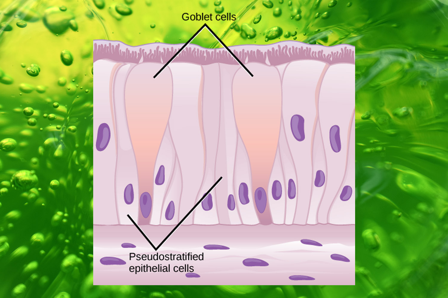 Effective elimination of mucus is essential for respiratory health ...