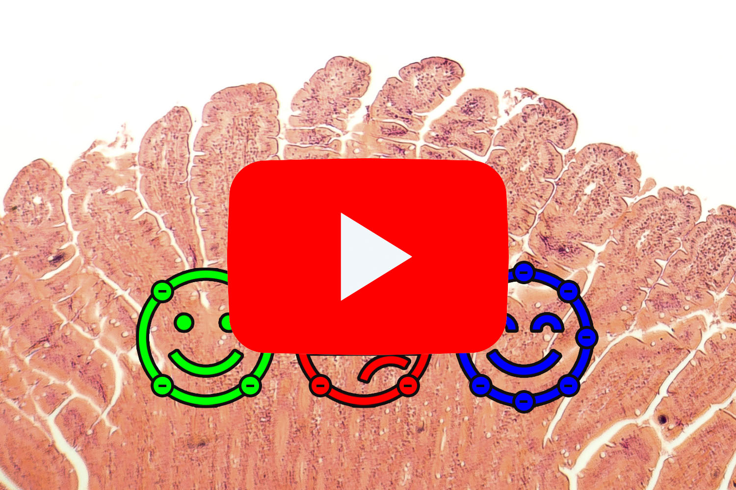 In One Minute Oxidative Stress Disruption Of Gut Health PlusVet