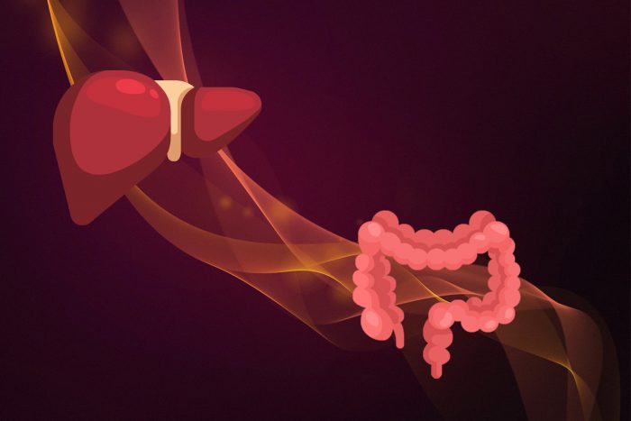 The gut-liver axis during dysbiosis | PlusVet Animal Health