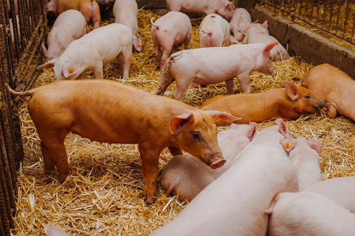 Success case: PigletPlus© improves growth and FCR in weaned piglets ...