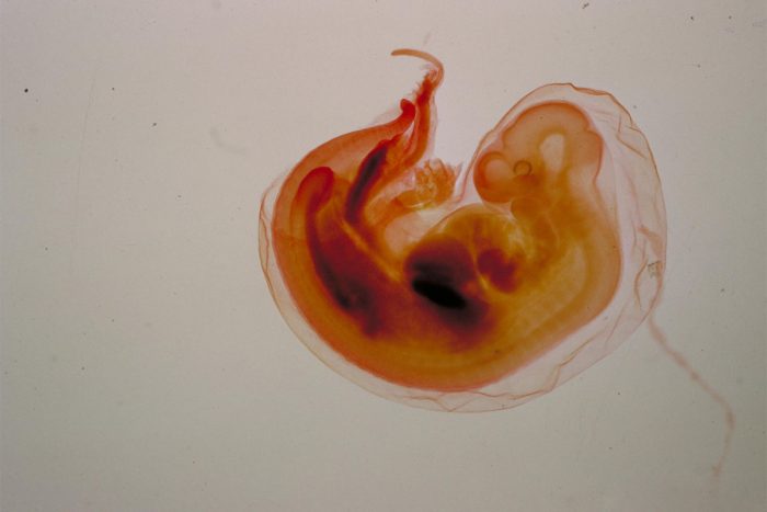 Feeding the gestating sow with phytogenics: Mechanisms of action on ...