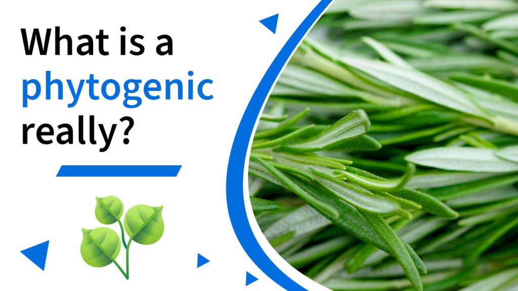 European Know-how | PlusVet Animal Health